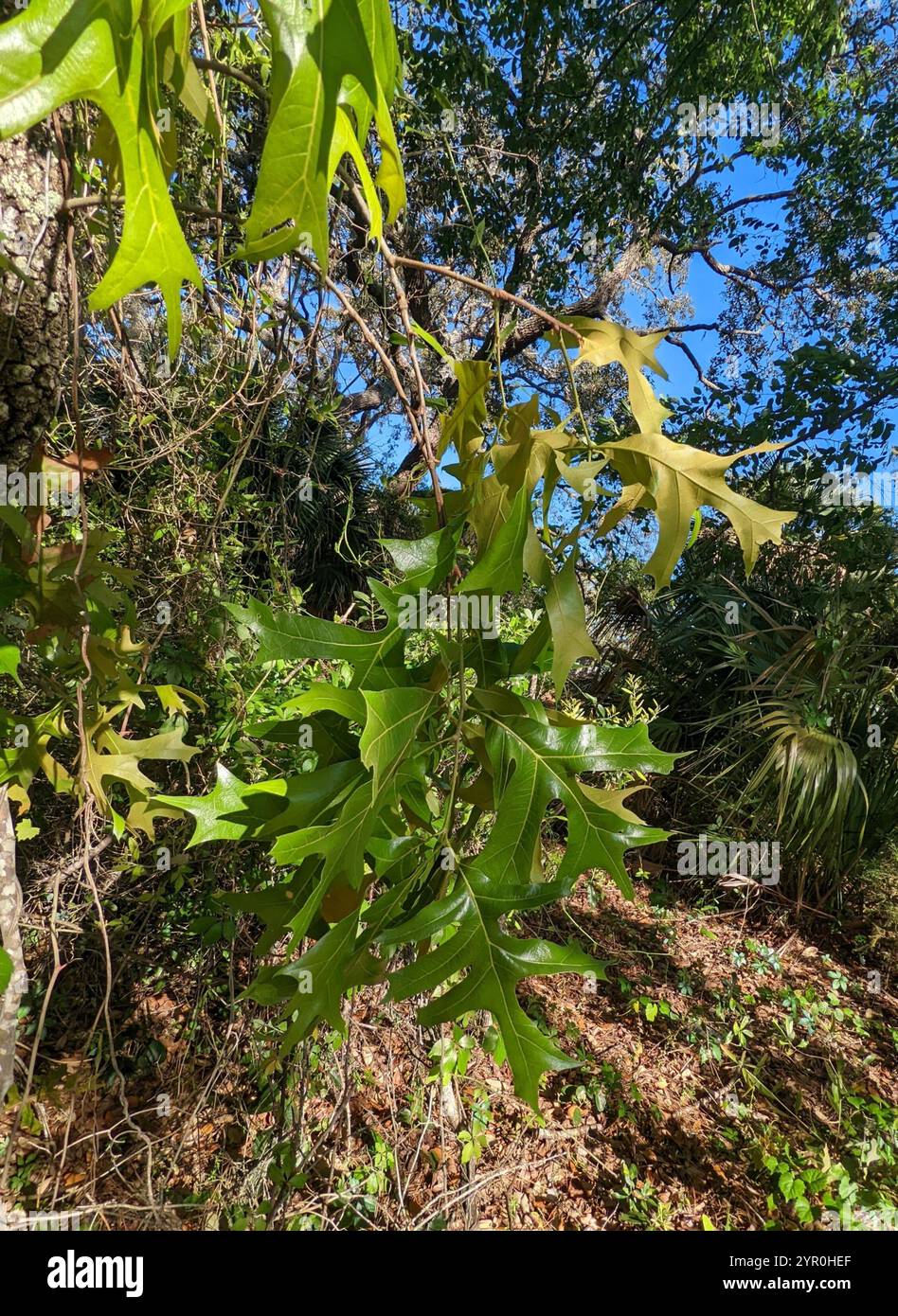 American turkey oak (Quercus laevis Stock Photo - Alamy