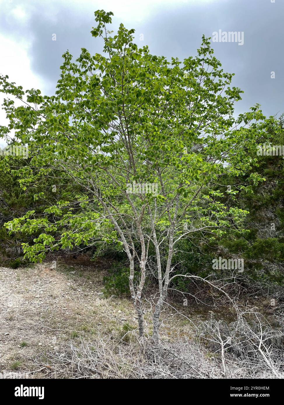 Texas ash (Fraxinus albicans Stock Photo - Alamy