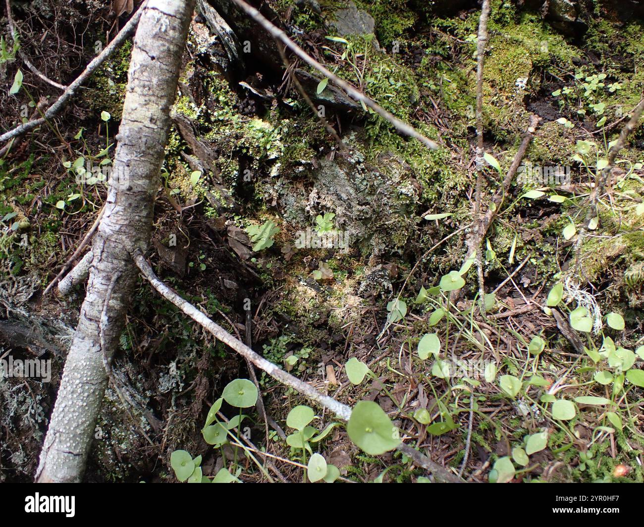 Orobus-seed Liverwort (Targionia hypophylla Stock Photo - Alamy