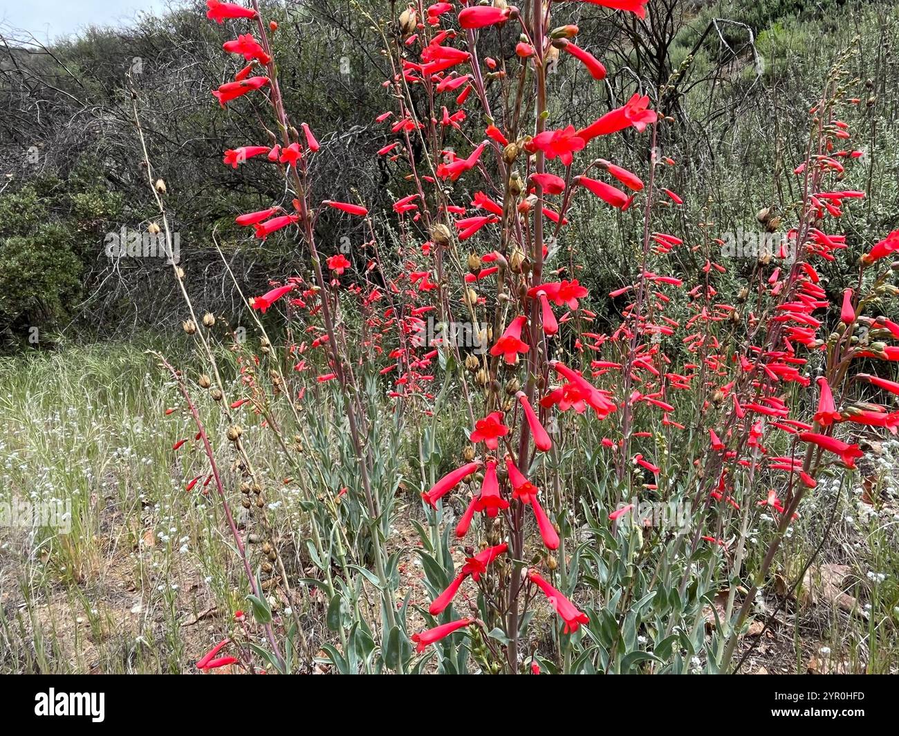 scarlet bugler (Penstemon centranthifolius Stock Photo - Alamy