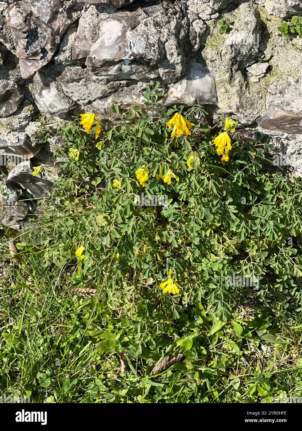 Yellow Fumitory (Pseudofumaria lutea Stock Photo - Alamy