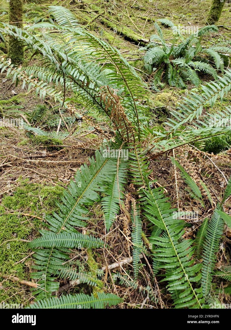 western sword fern (Polystichum munitum Stock Photo - Alamy