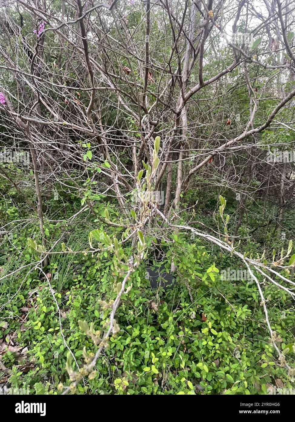 ozark witch-hazel (Hamamelis vernalis Stock Photo - Alamy