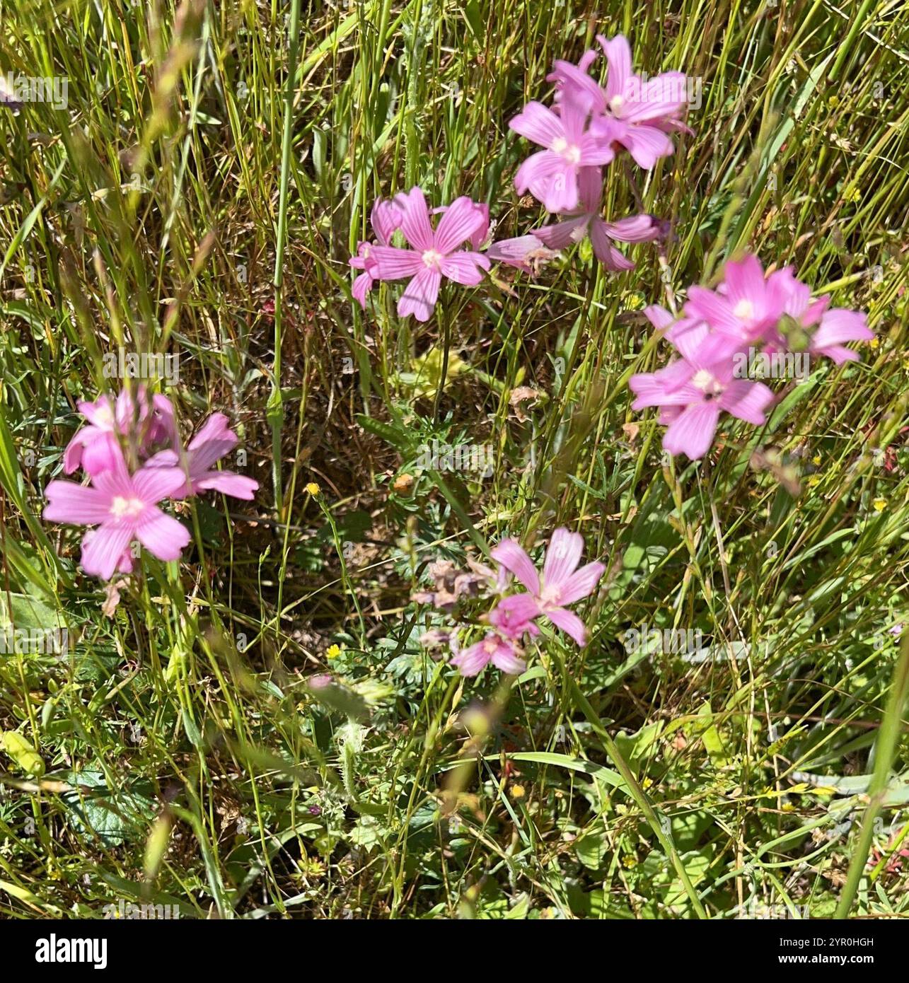 checkerbloom (Sidalcea malviflora Stock Photo - Alamy