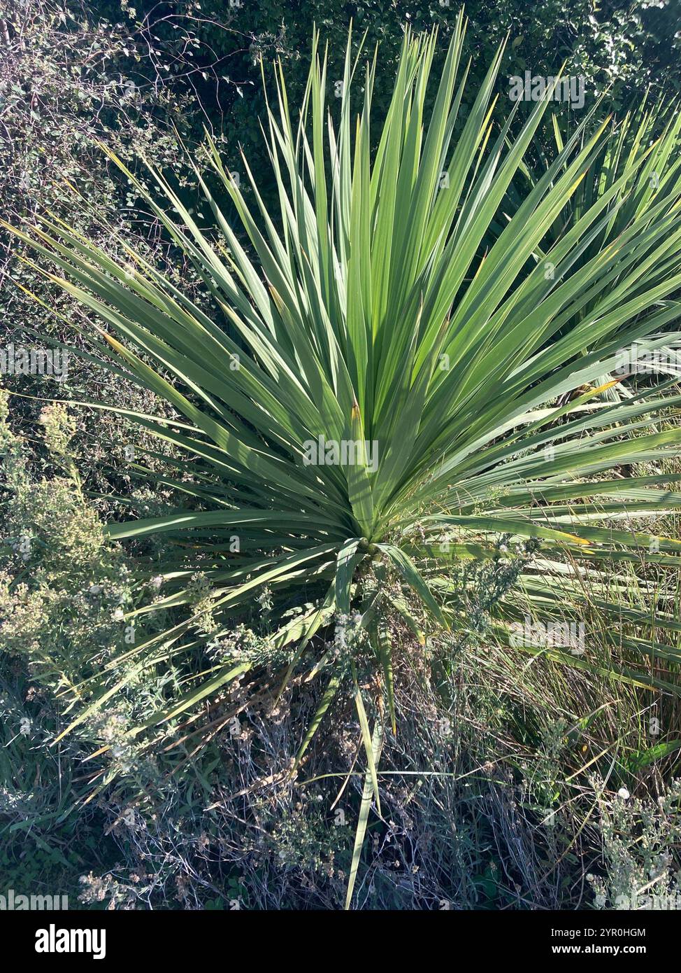 New Zealand cabbage tree (Cordyline australis Stock Photo - Alamy