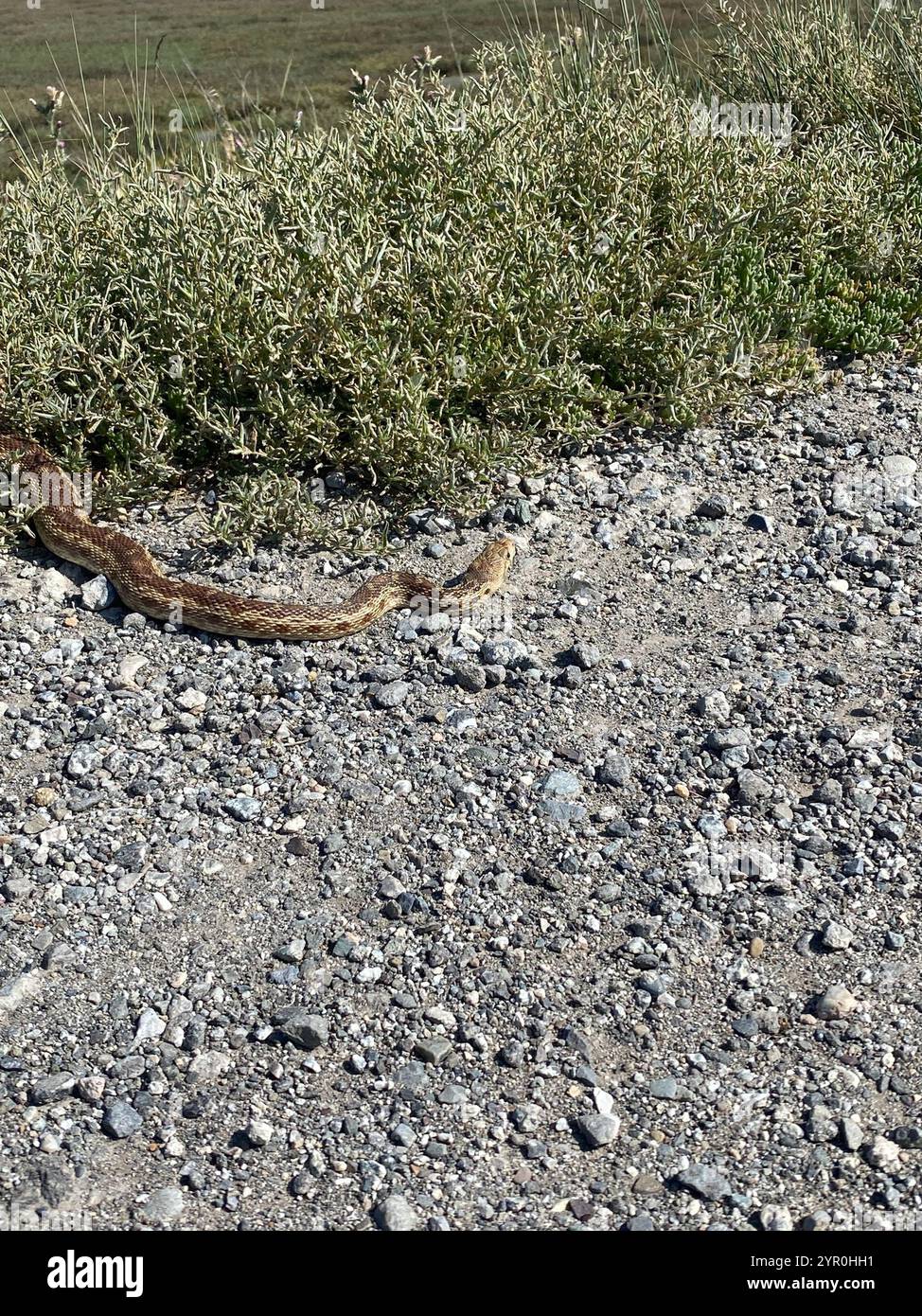 Pacific Gopher Snake (Pituophis catenifer catenifer Stock Photo - Alamy