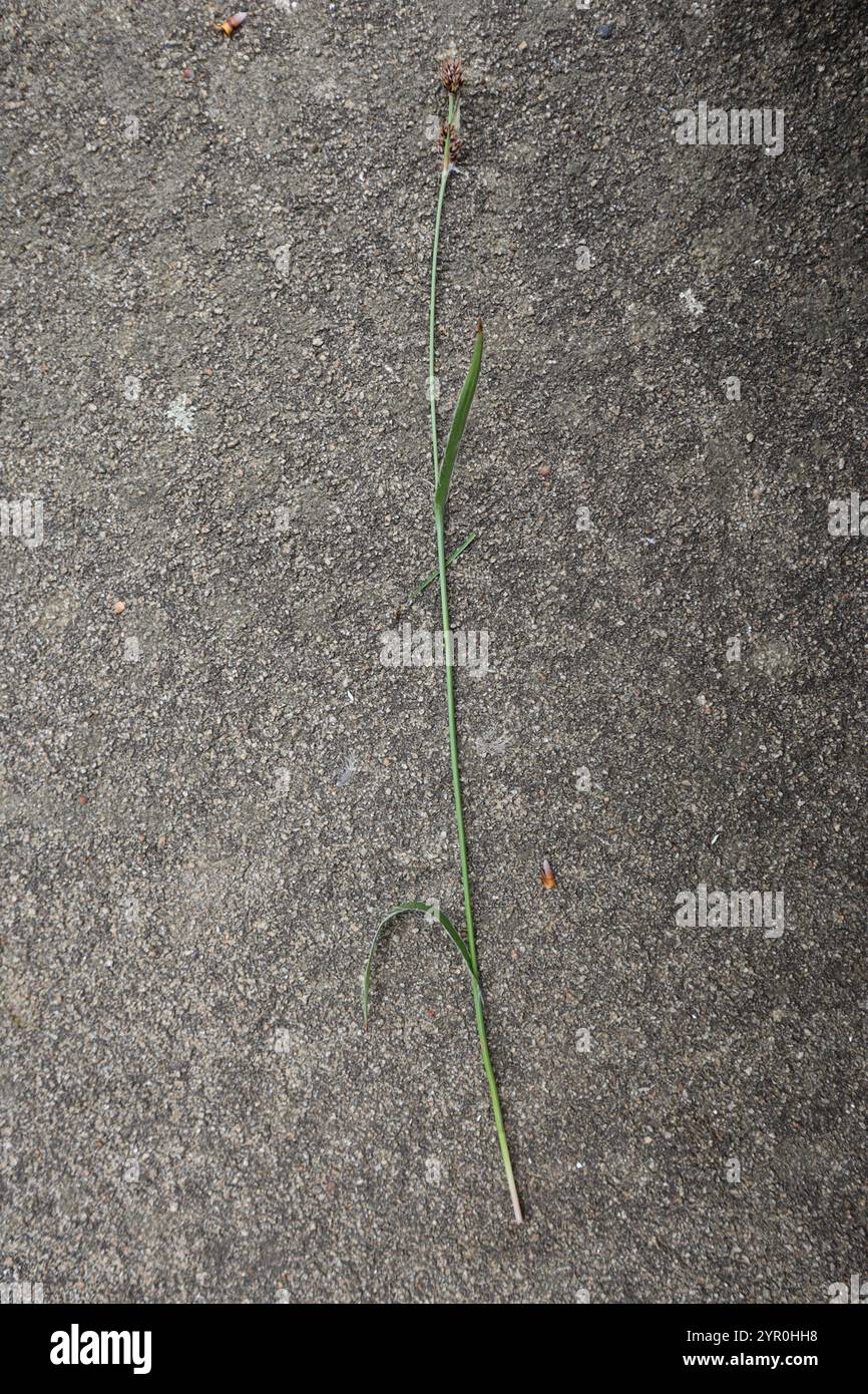 Field woodrush (Luzula campestris Stock Photo - Alamy