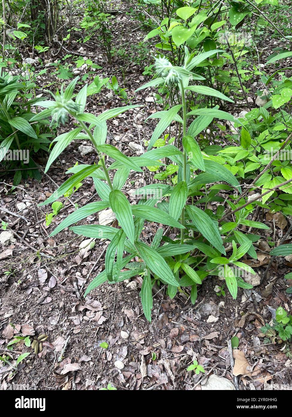 Marbleseed hi-res stock photography and images - Alamy