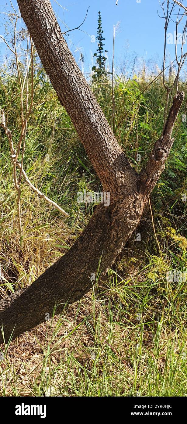 River sheoak (Casuarina cunninghamiana Stock Photo - Alamy