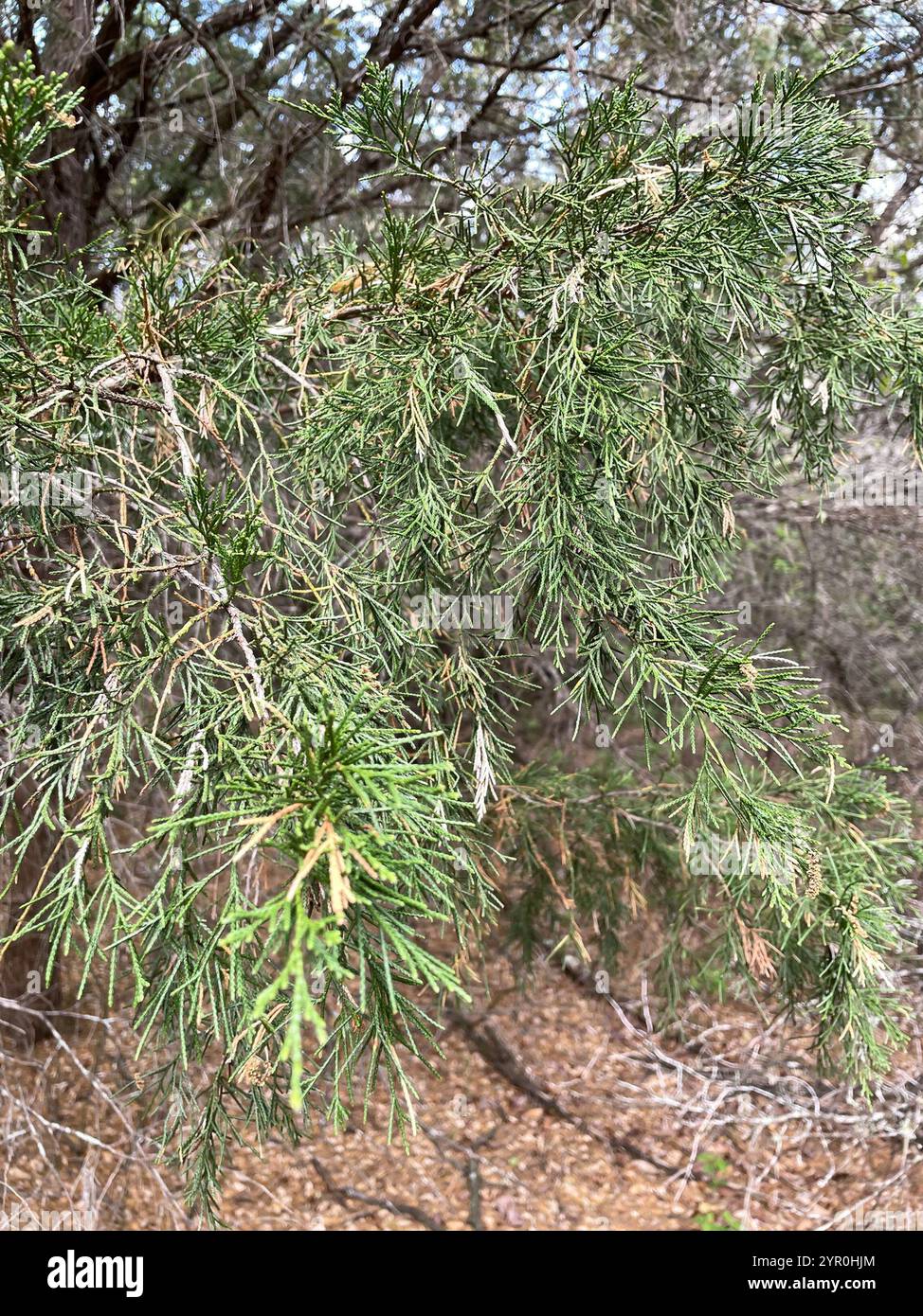eastern redcedar (Juniperus virginiana Stock Photo - Alamy