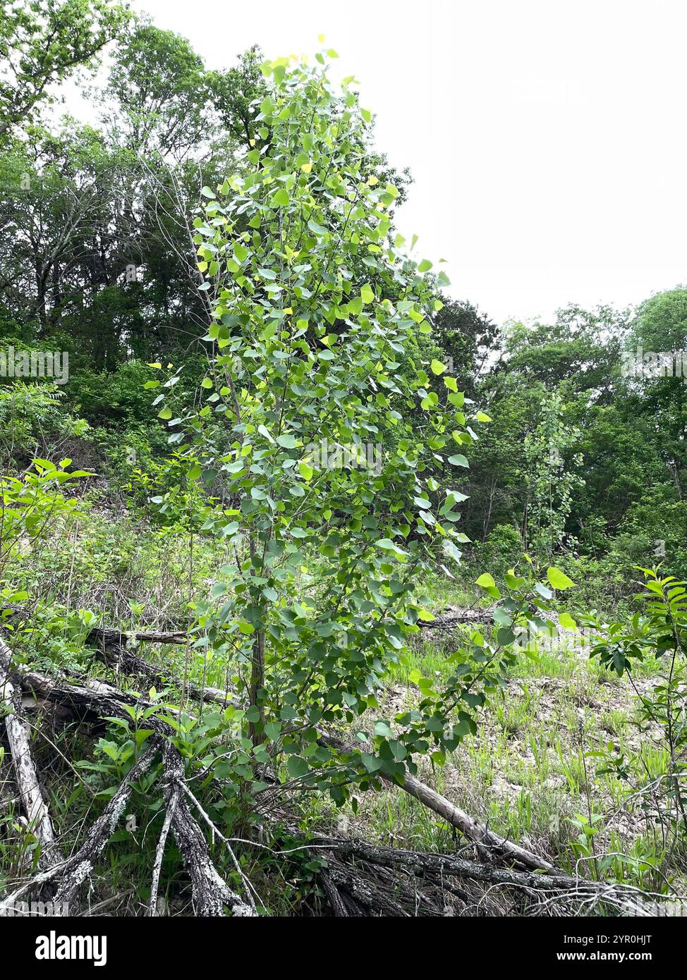 Eastern Cottonwood (Populus deltoides Stock Photo - Alamy