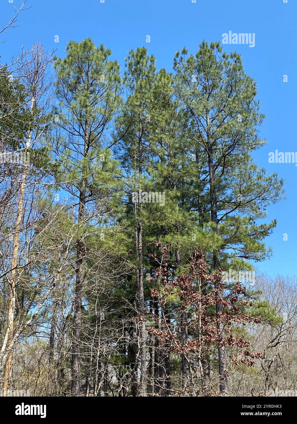 loblolly pine (Pinus taeda Stock Photo - Alamy