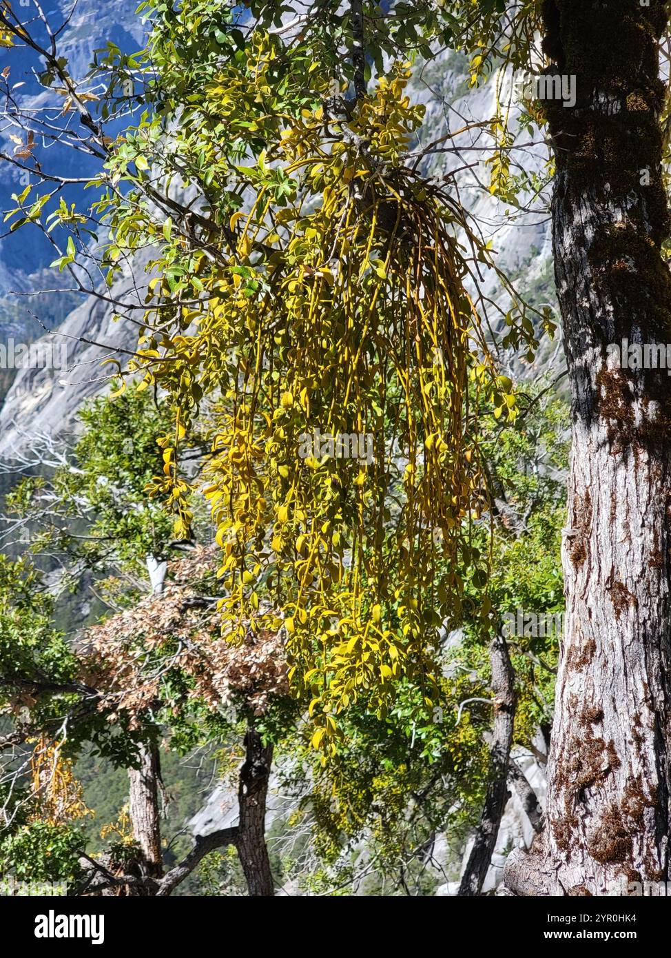oak mistletoe (Phoradendron villosum Stock Photo - Alamy