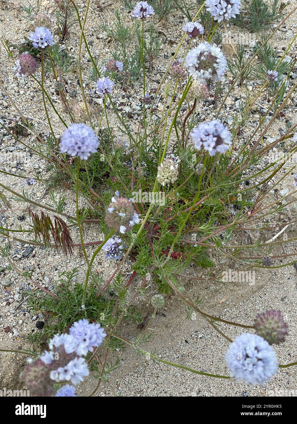 Ball Gilia (Gilia capitata abrotanifolia Stock Photo - Alamy