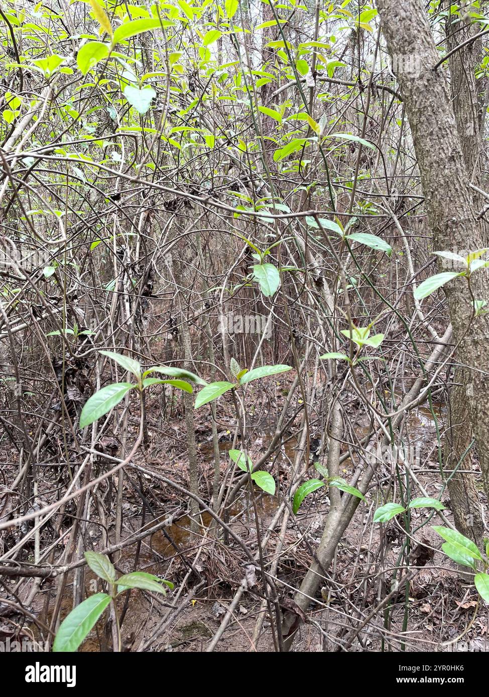 southern wild raisin (Viburnum nudum Stock Photo - Alamy