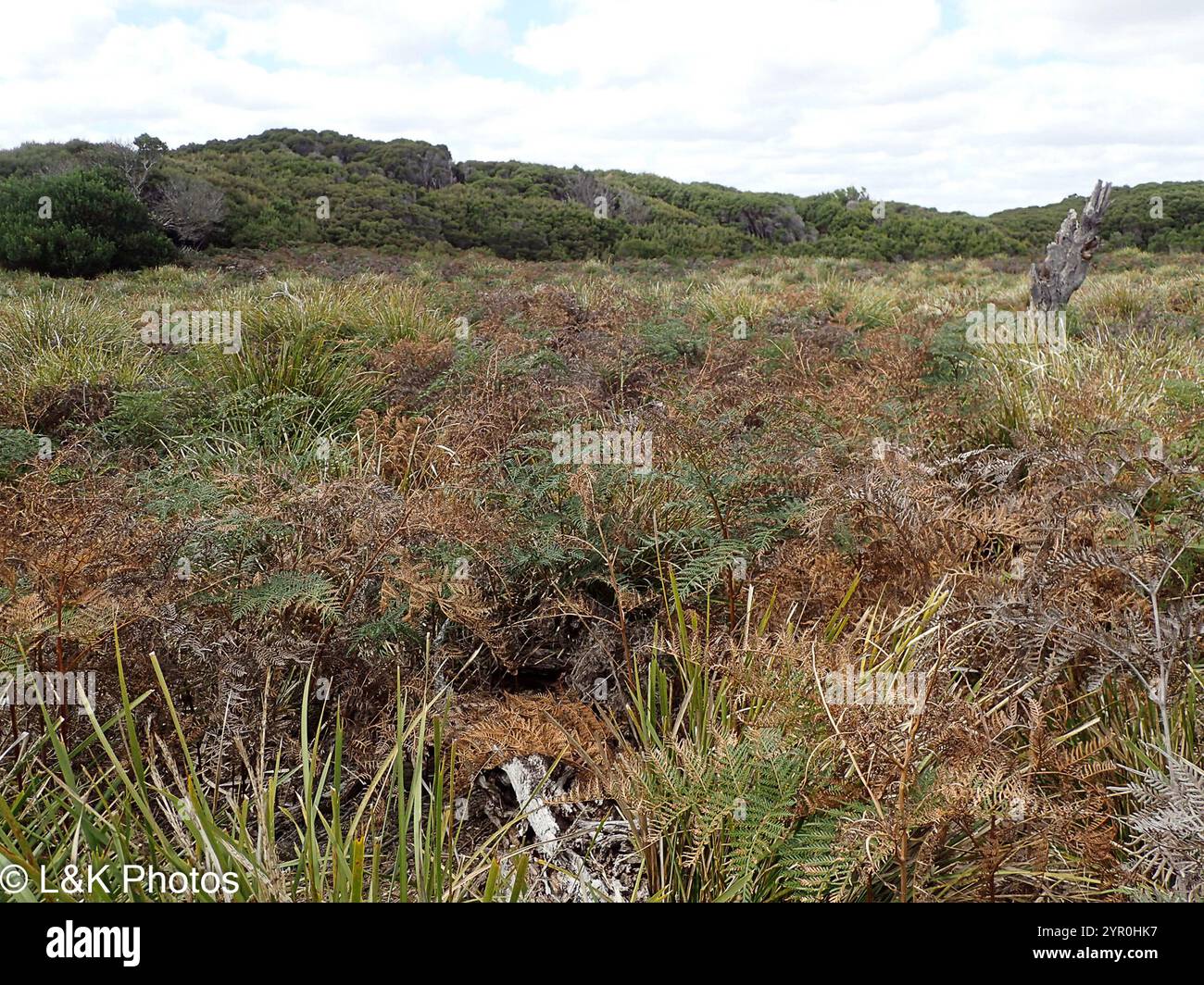 Austral Bracken (Pteridium esculentum Stock Photo - Alamy