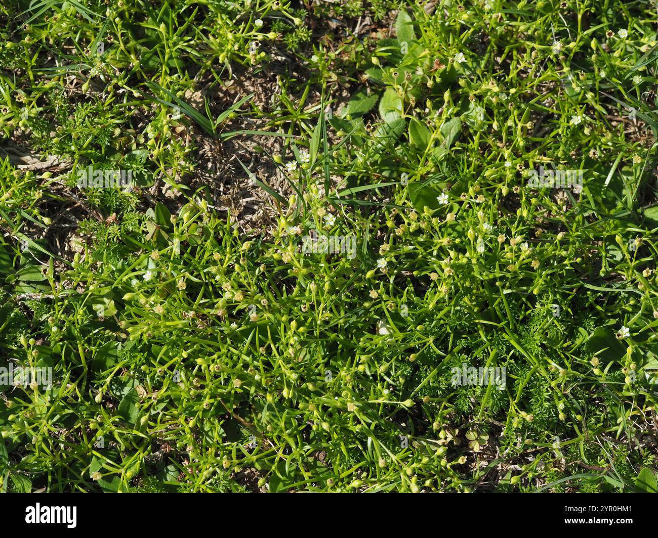 Japanese Pearlwort (Sagina japonica Stock Photo - Alamy