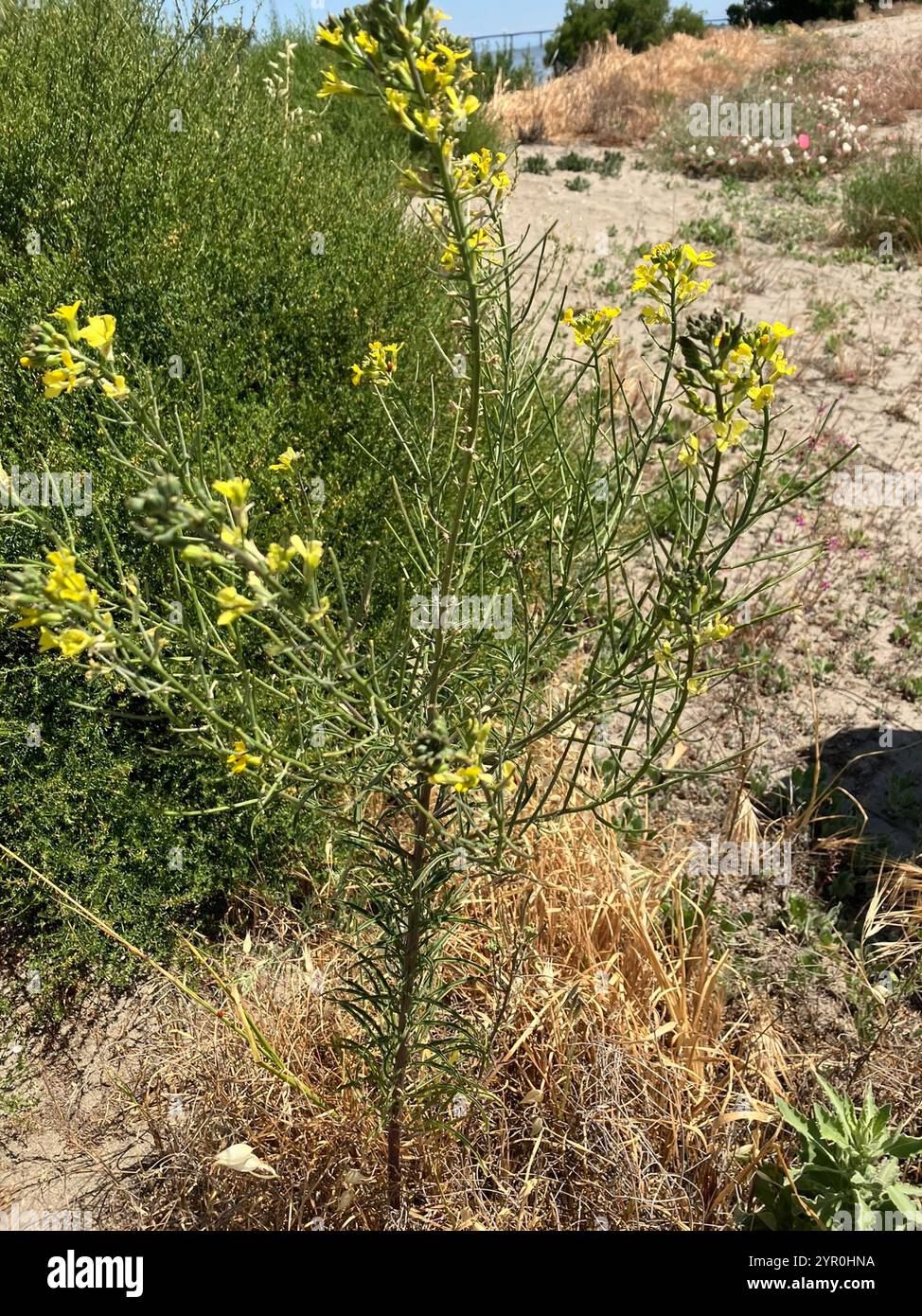 Contra Costa wallflower (Erysimum capitatum angustatum Stock Photo - Alamy