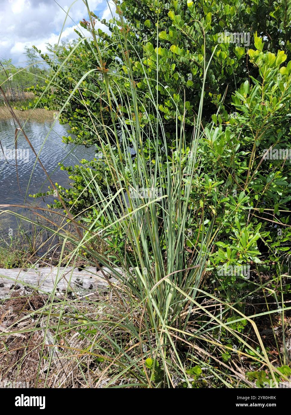 Swamp Sawgrass (Cladium mariscus Stock Photo - Alamy