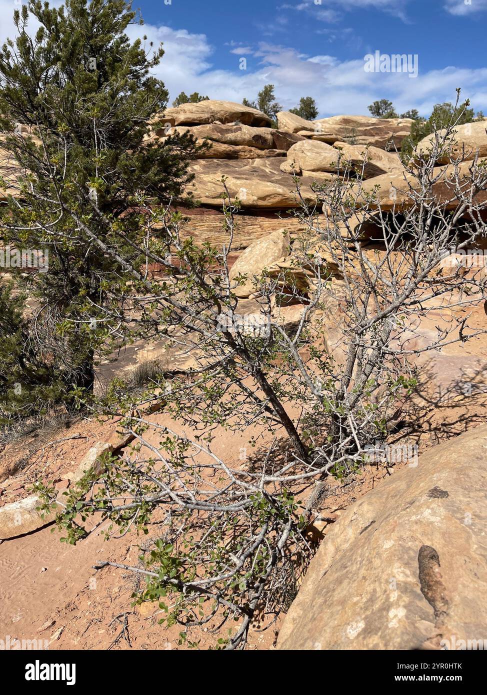 single-leaf ash (Fraxinus anomala Stock Photo - Alamy