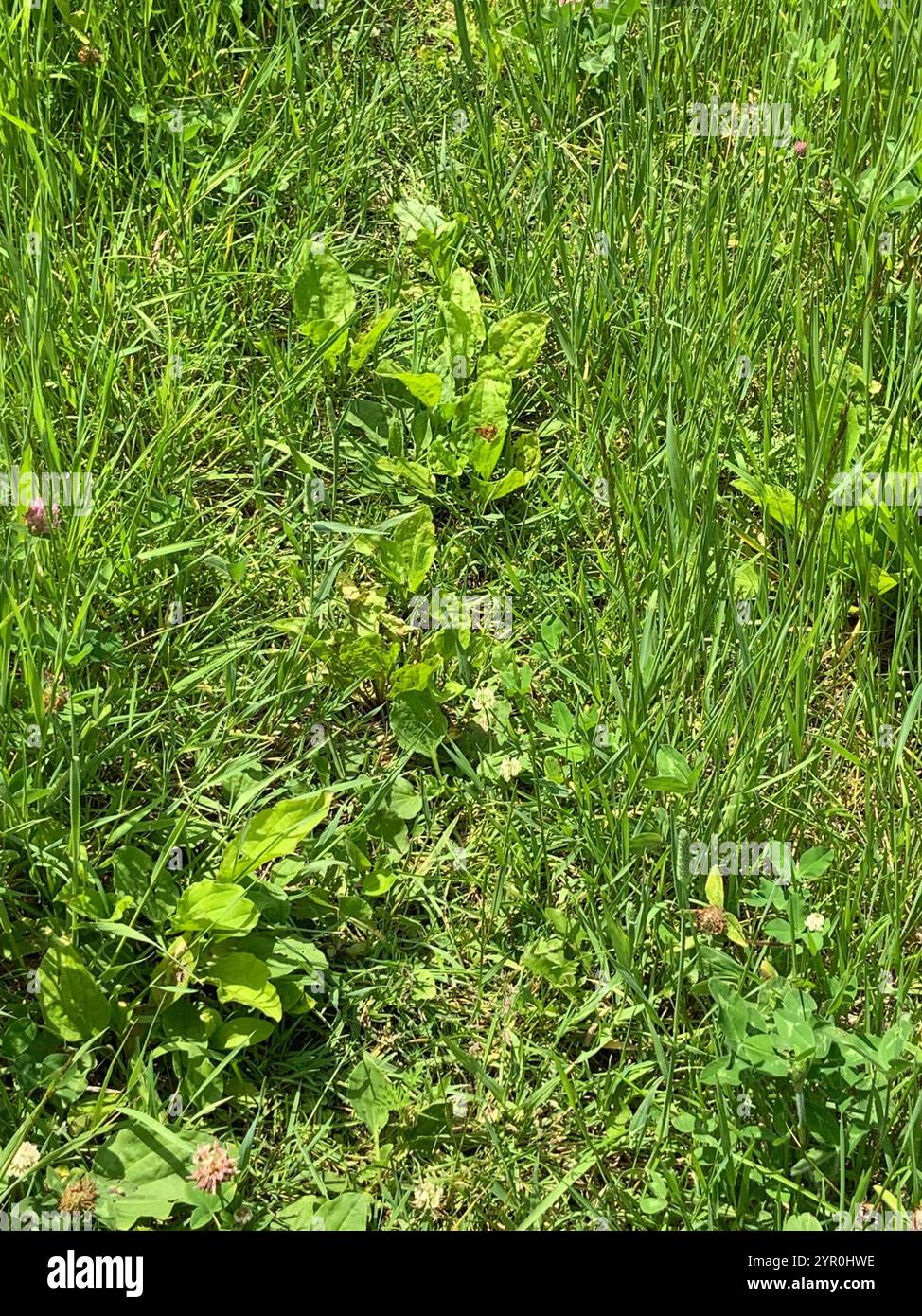 Long Dash (Polites mystic Stock Photo - Alamy