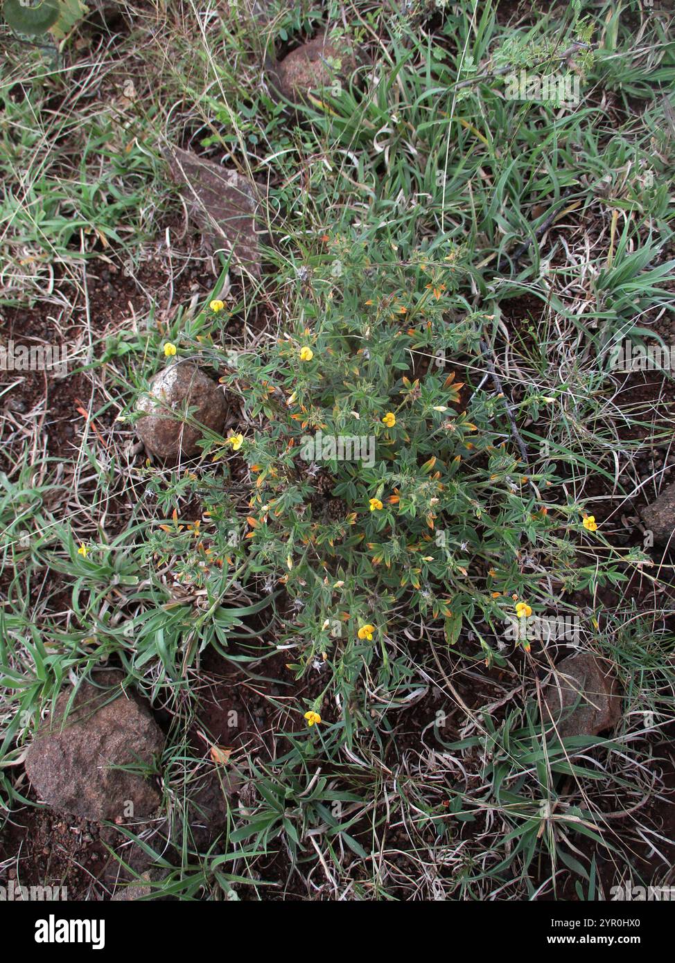 Wild Lucerne (Stylosanthes fruticosa Stock Photo - Alamy