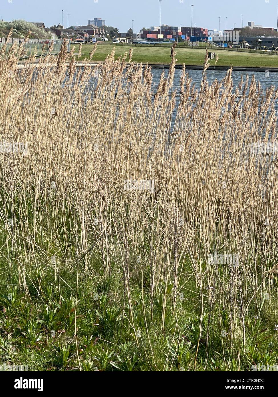 European reed (Phragmites australis australis Stock Photo - Alamy