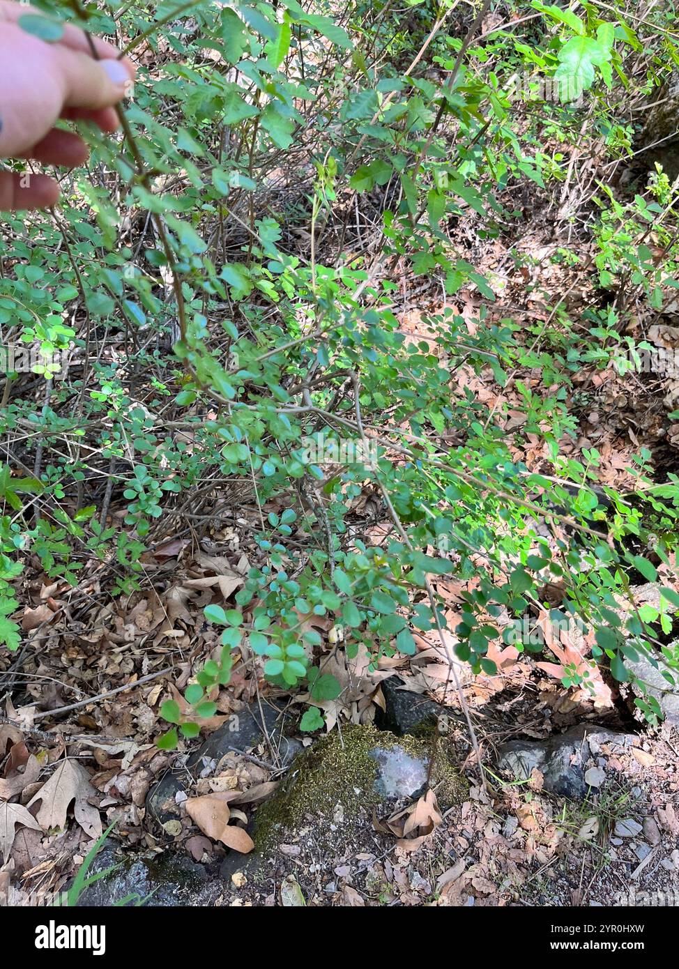 California Ash (Fraxinus dipetala Stock Photo - Alamy