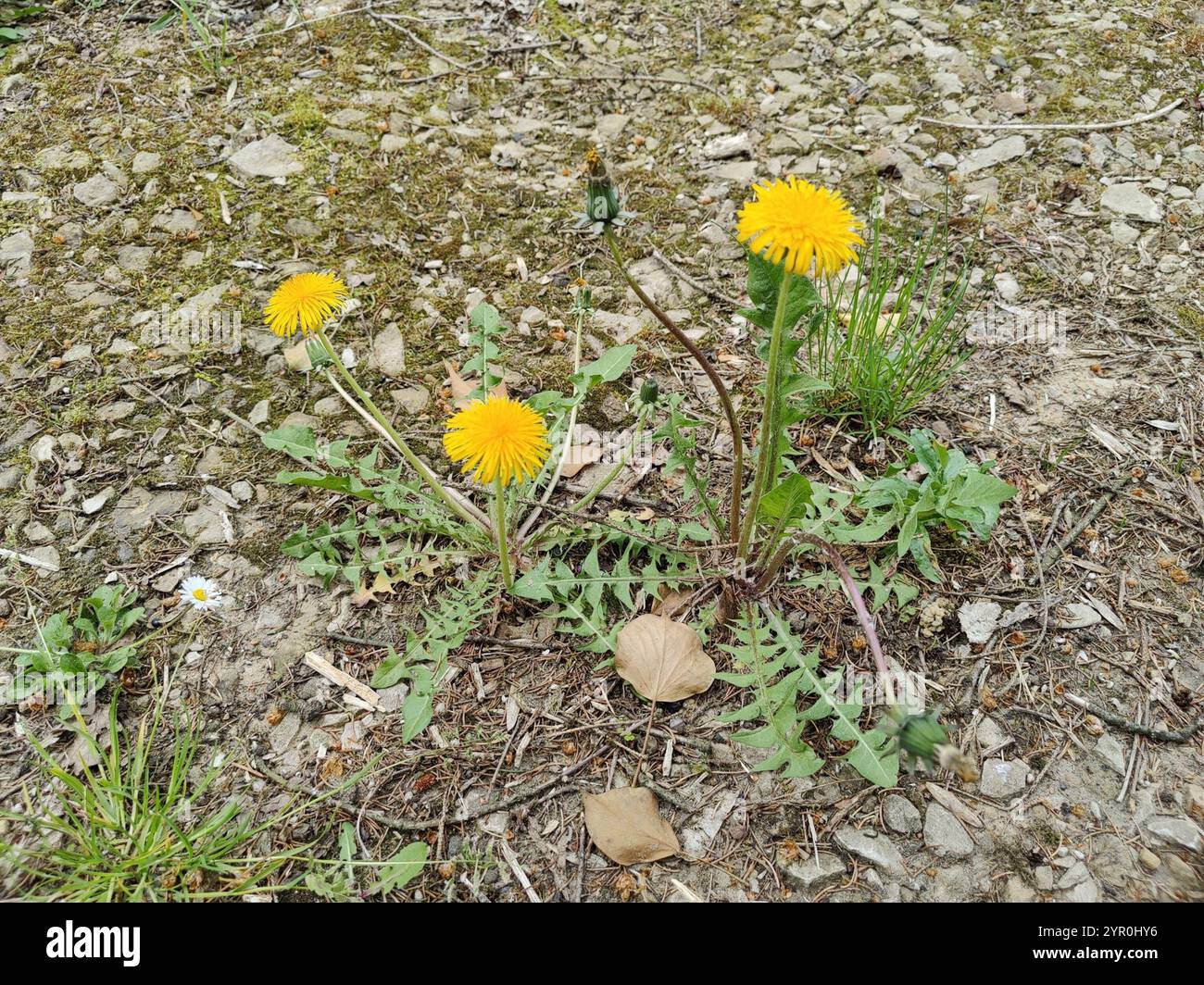 common dandelions (Taraxacum Stock Photo - Alamy