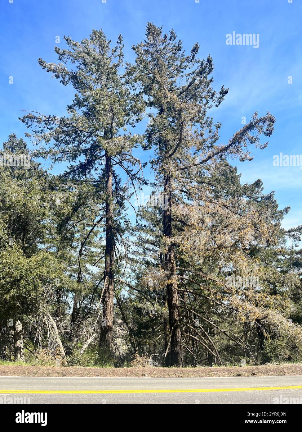 Bigcone Douglas-fir (Pseudotsuga macrocarpa Stock Photo - Alamy