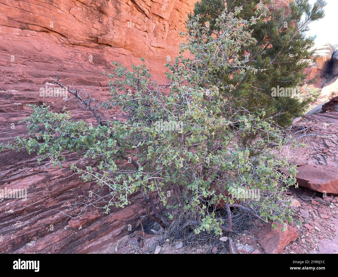 Utah Serviceberry (Amelanchier utahensis Stock Photo - Alamy