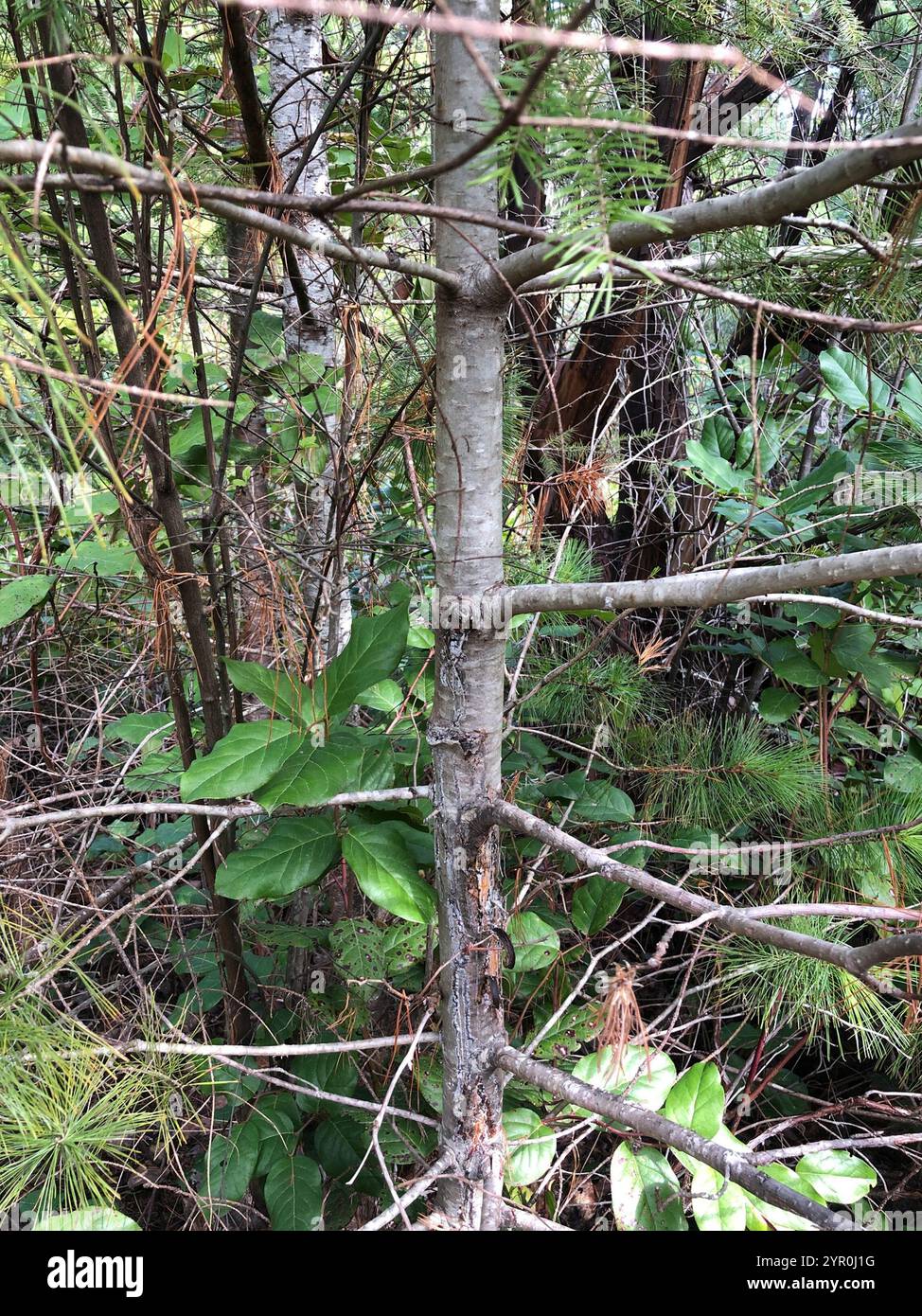 western white pine (Pinus monticola Stock Photo - Alamy