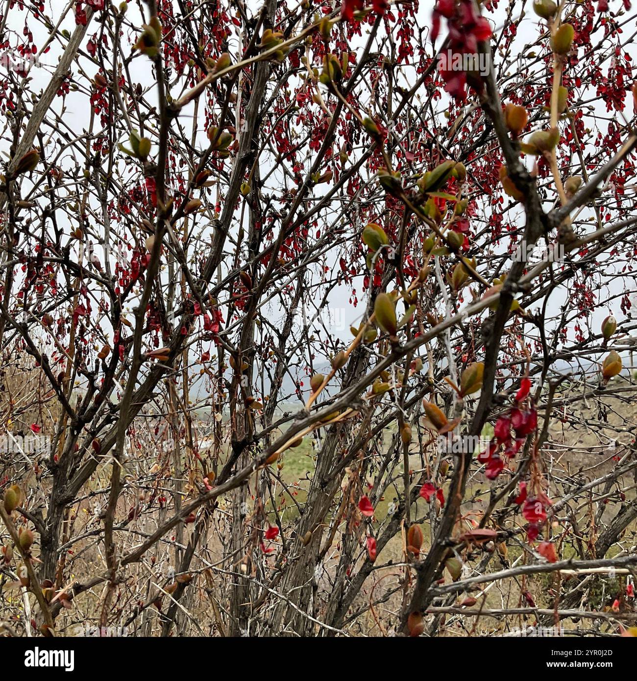 European barberry (Berberis vulgaris Stock Photo - Alamy