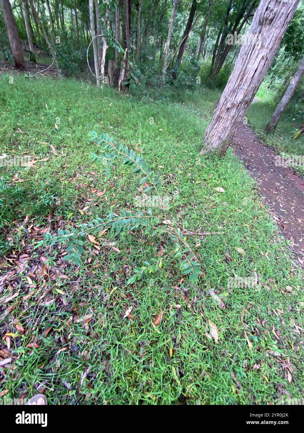 Bootlace Plant (Wikstroemia indica Stock Photo - Alamy