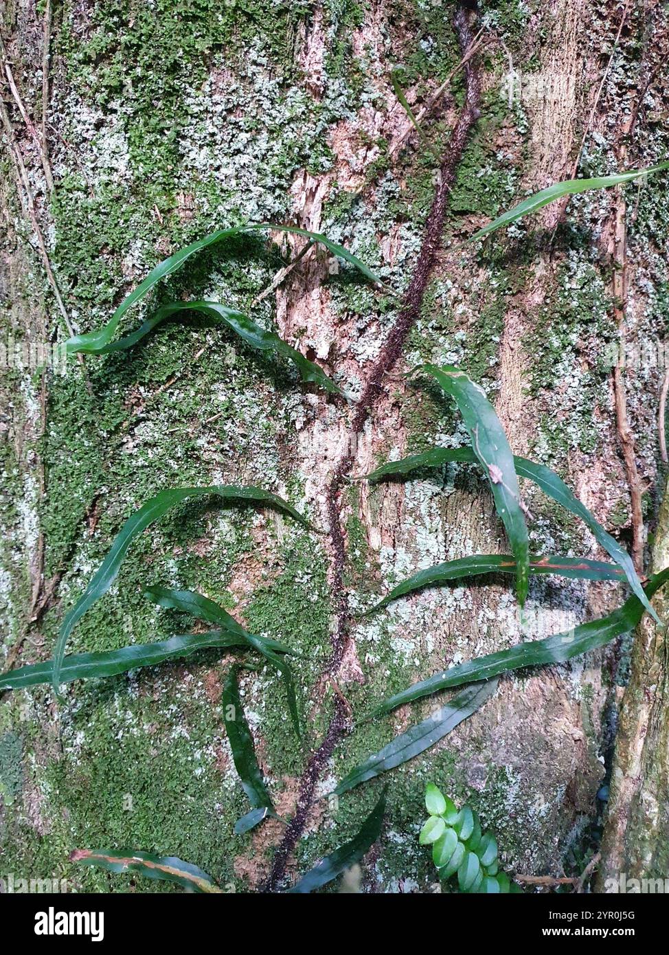 Fragrant Fern (Microsorum scandens Stock Photo - Alamy