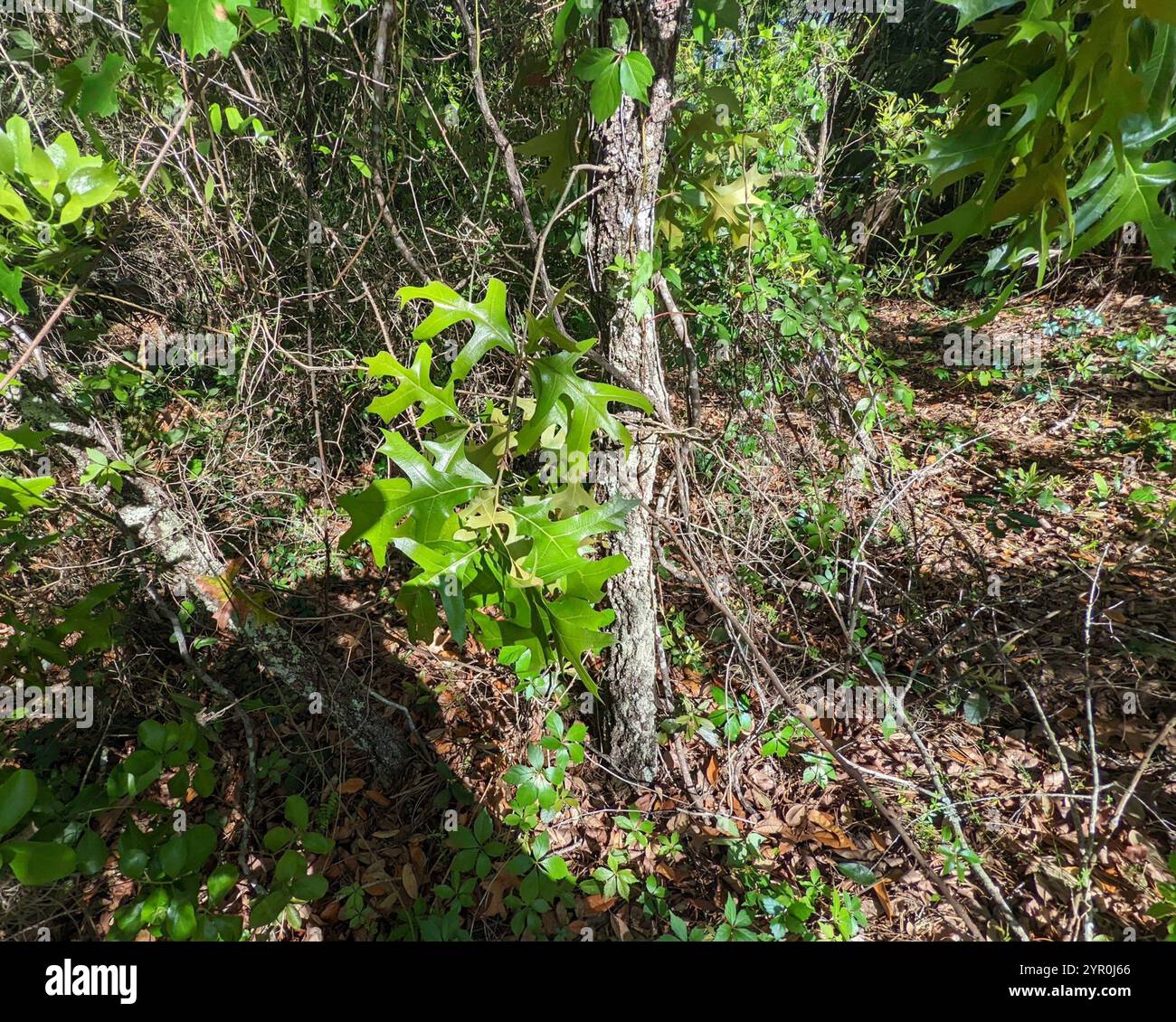 American turkey oak (Quercus laevis Stock Photo - Alamy