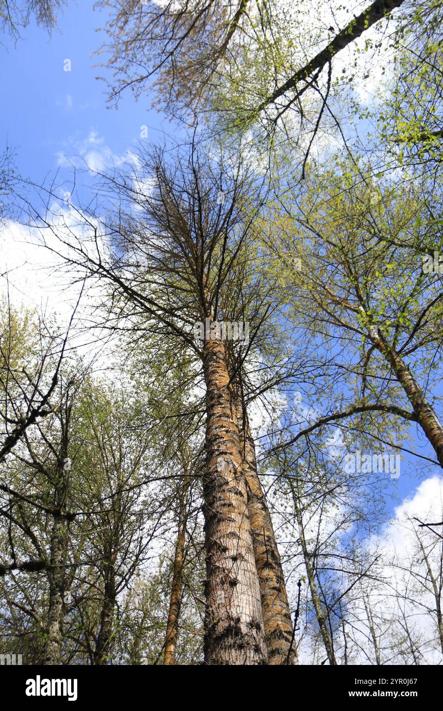black cottonwood (Populus trichocarpa Stock Photo - Alamy