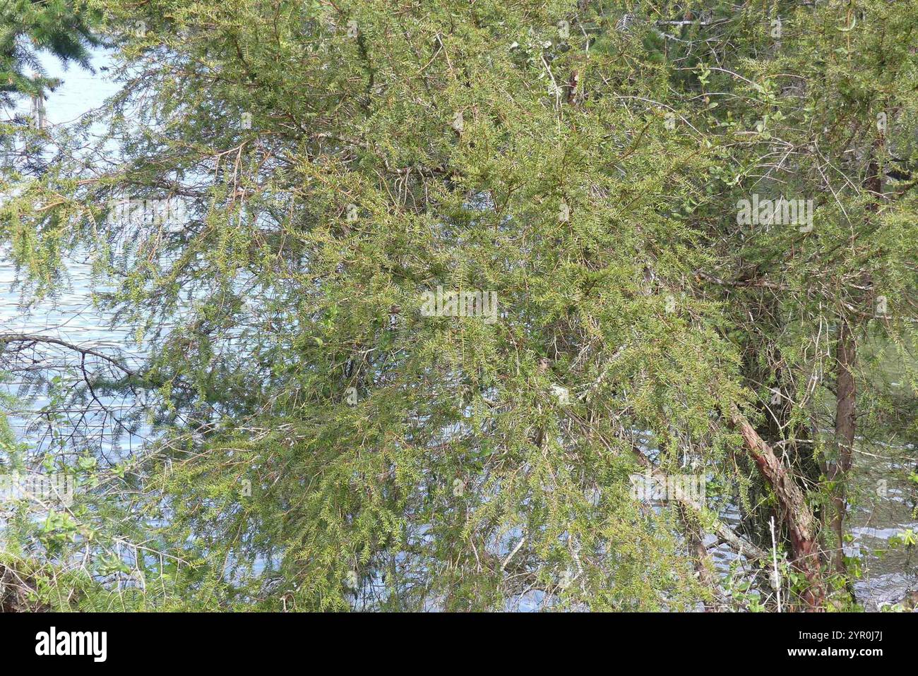 Pacific yew (Taxus brevifolia Stock Photo - Alamy