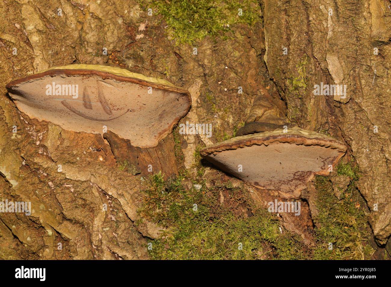 Willow Bracket (Phellinus igniarius Stock Photo - Alamy