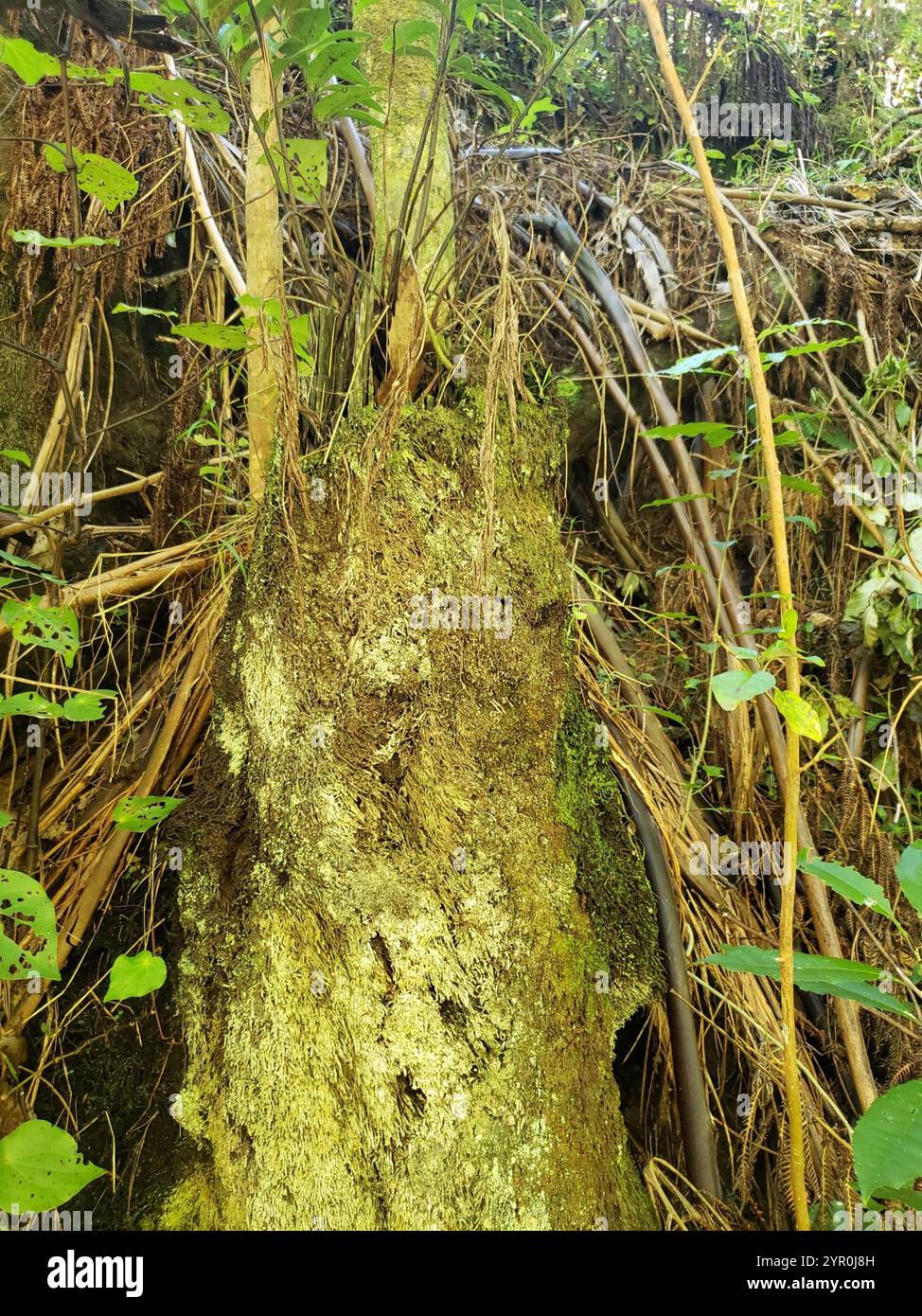golden tree fern (Dicksonia fibrosa Stock Photo - Alamy