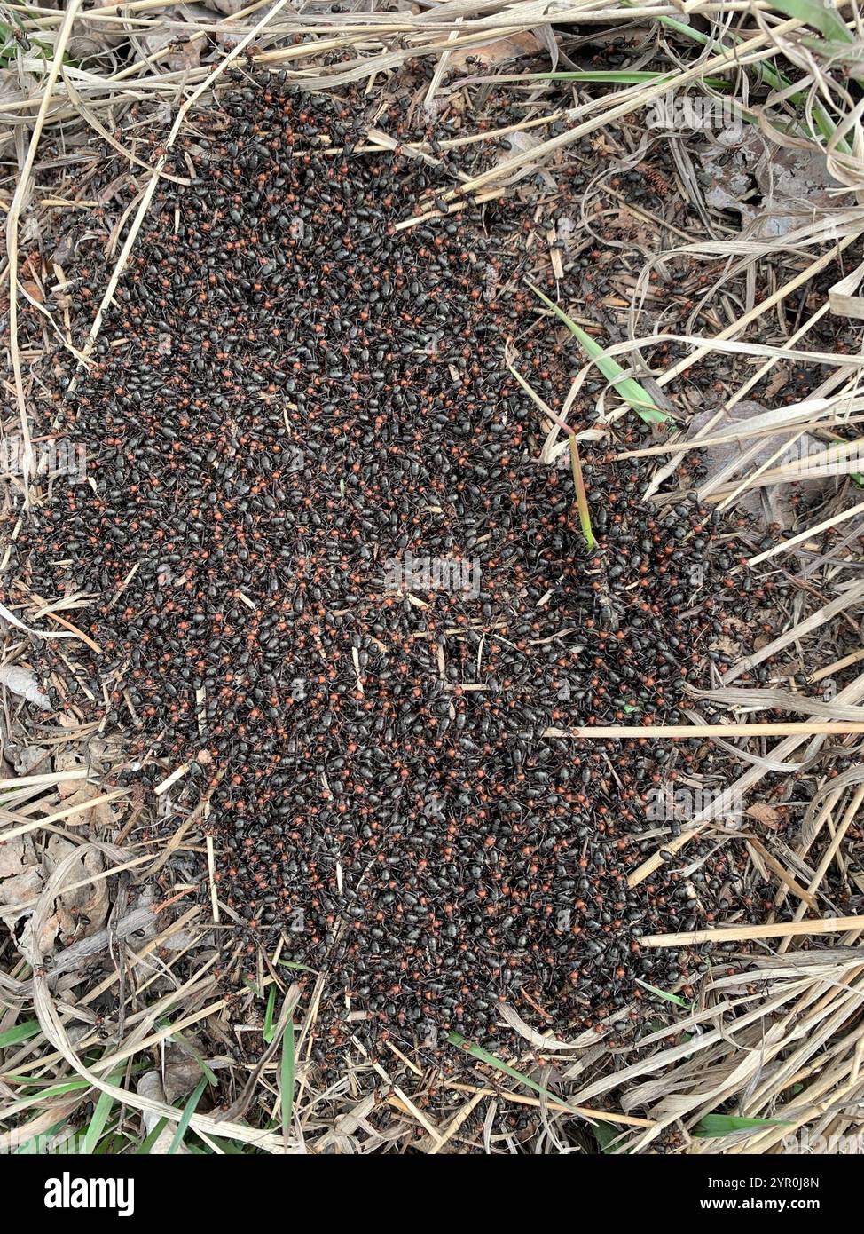 Western Thatching Ant (Formica obscuripes Stock Photo - Alamy