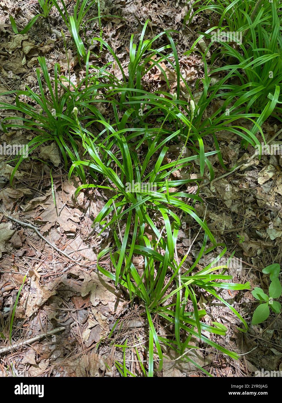 fly poison (Amianthium muscitoxicum Stock Photo - Alamy