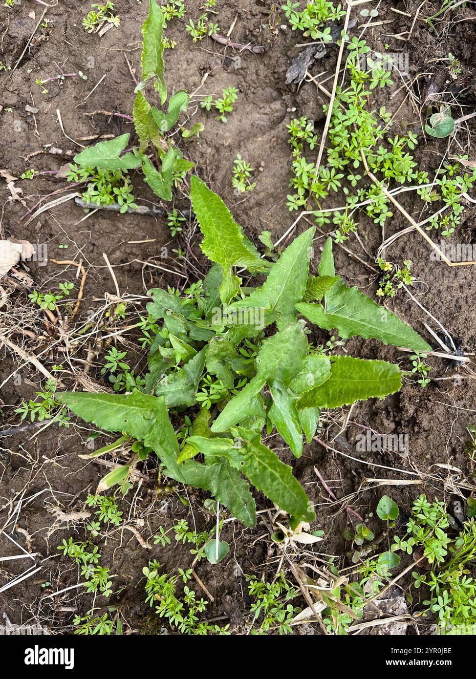 False Indian Plantain (Hasteola suaveolens Stock Photo - Alamy
