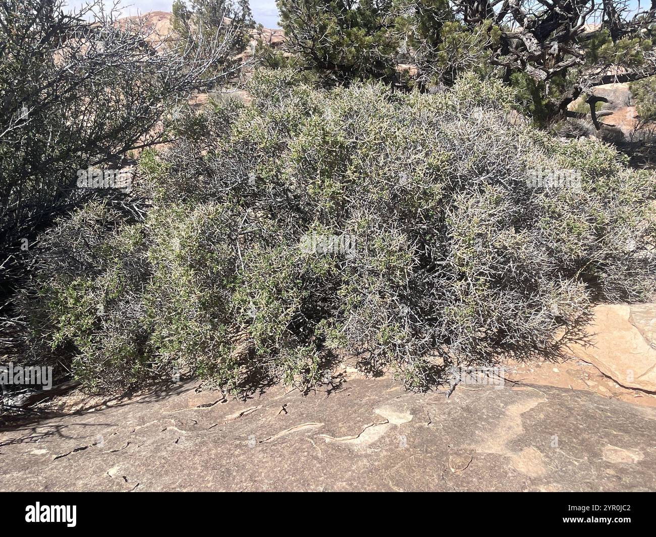 Spiny Greasebush (Glossopetalon spinescens Stock Photo - Alamy
