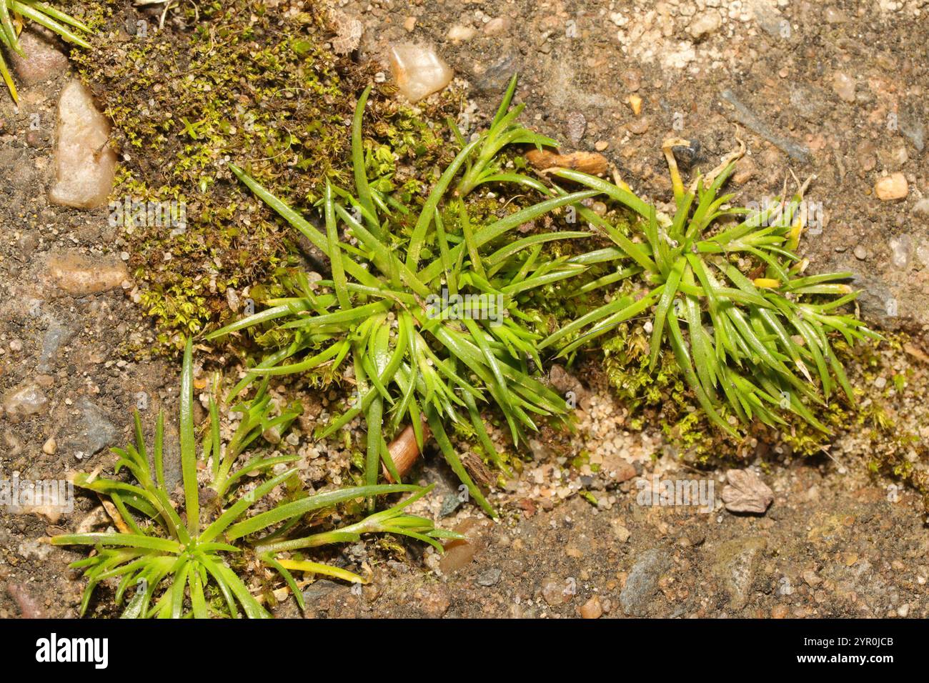 Procumbent Pearlwort (Sagina procumbens Stock Photo - Alamy