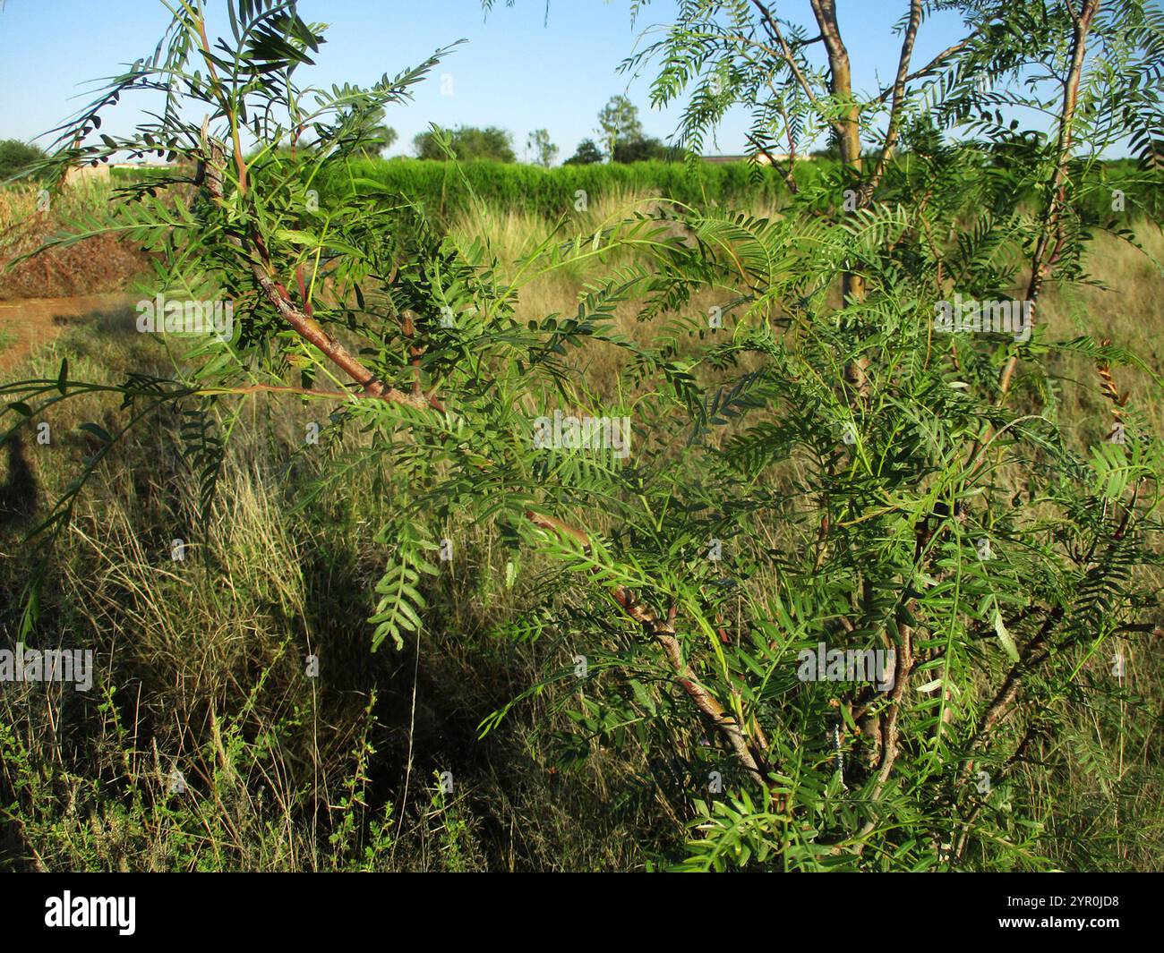 Peruvian Pepper Tree (Schinus molle Stock Photo - Alamy