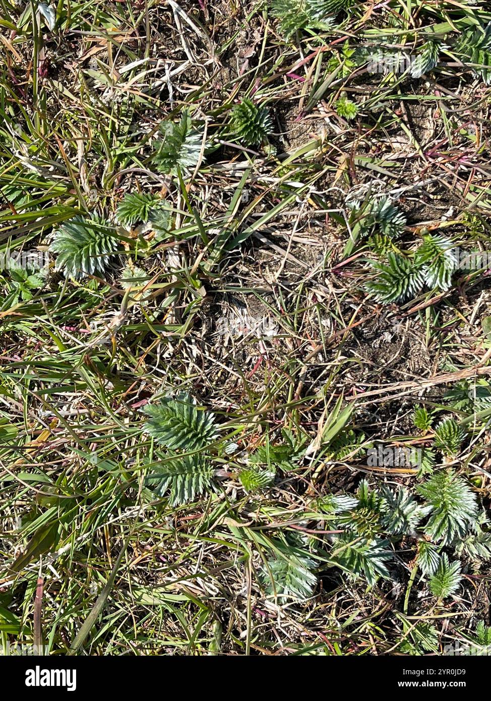 common silverweed (Argentina anserina Stock Photo - Alamy