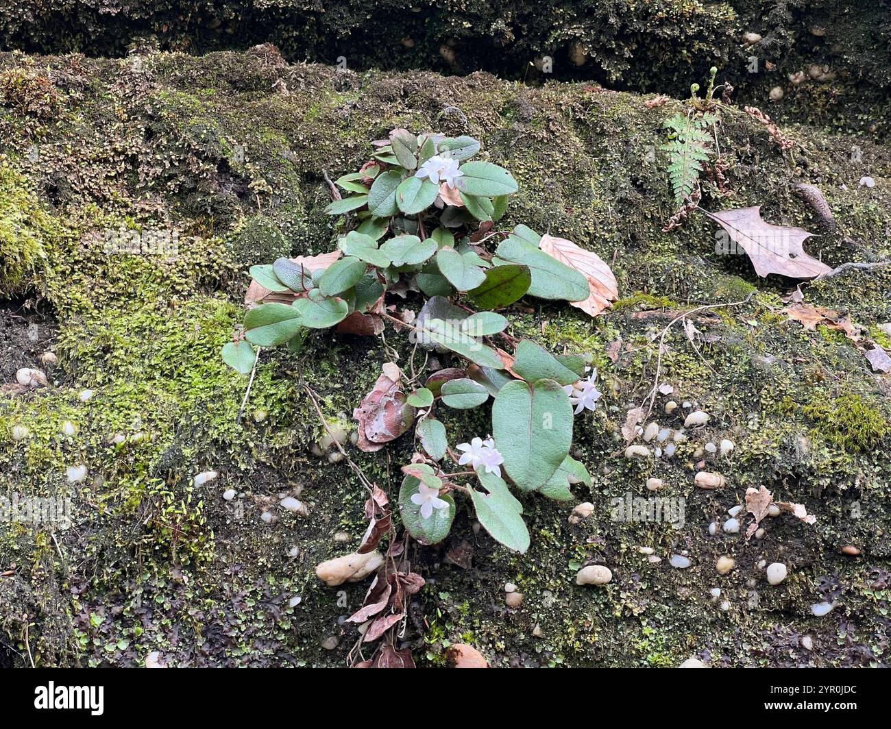 Epigaea repens hi-res stock photography and images - Alamy