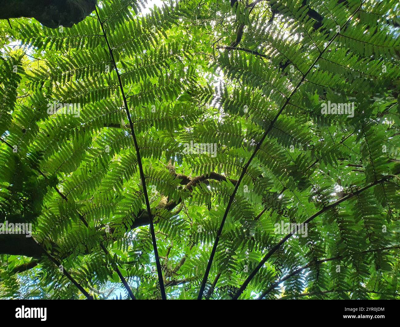 scaly tree ferns (Cyathea Stock Photo - Alamy