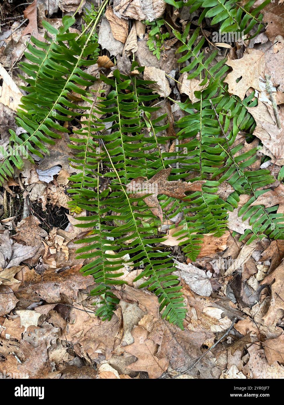 Christmas fern (Polystichum acrostichoides Stock Photo - Alamy